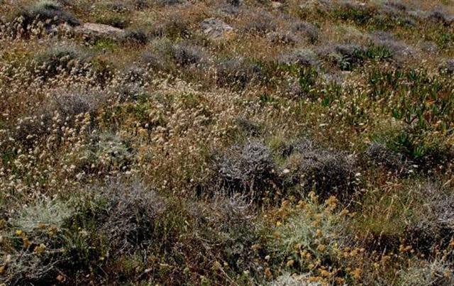 L’imaginaire de la garrigue